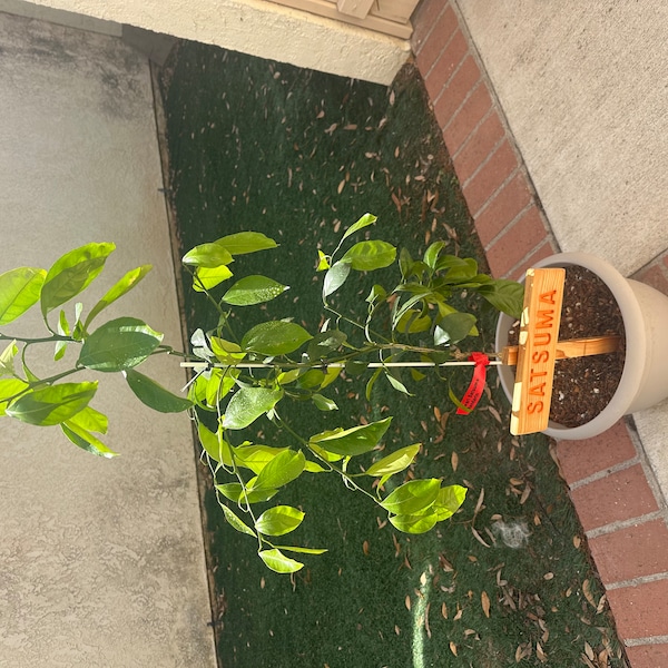 ORANGES Sign, Tree Sign, Citrus Sign, Fruit Marker, Outdoor Sign, Yard ...