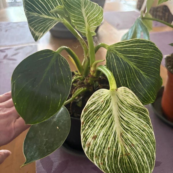 Tradescantia Bubblegum Nanouk Plant - 4 Inch Pot - Optional Decorative ...