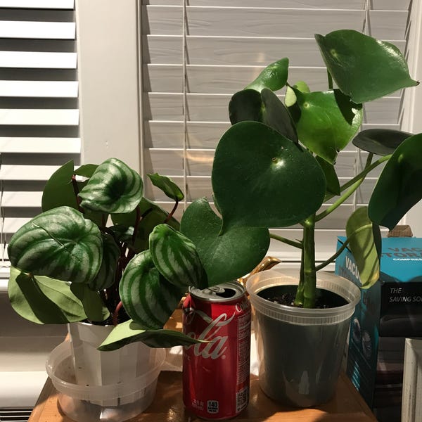 Calathea Burle Marx, Fishbone Prayer Plant, Unique and Easy to Care ...