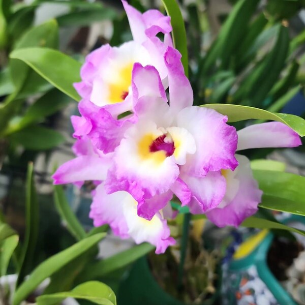 Rlc. Sung Ya Green 'mailman' 2.5 Pot - Etsy