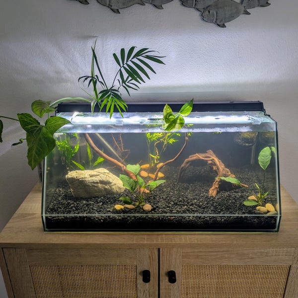 BUY2GET1FREE Java Moss, Bogor Moss Aquarium Plant | Easy Aquarium Plant ...