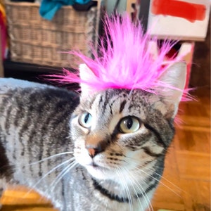 Cat Mohawk - Etsy