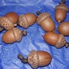 LARGE Acorns Natural Acorns Real Acorns Large Real Acorns Large Natural ...