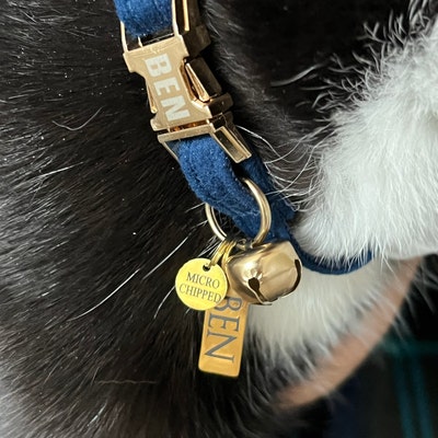 Vaccinated Add on Dog Tag, Rabies Tiny Tag, Dog Collar, Pet Tag, Pet ID ...