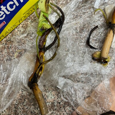 Large 6 Hydrocotyle Vulgaris Money Plant Copper Coin Plant Lucky Plant ...