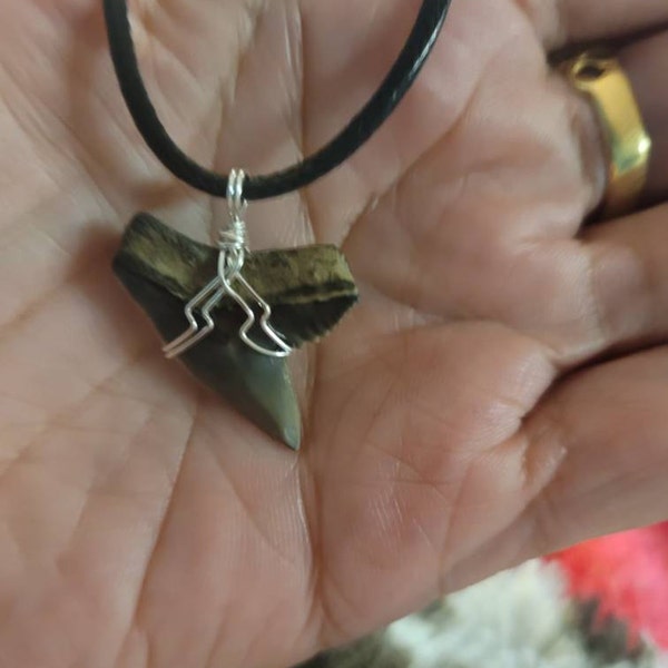 Shark Tooth Identification Guide, Instant Download, Fossil ID Card ...