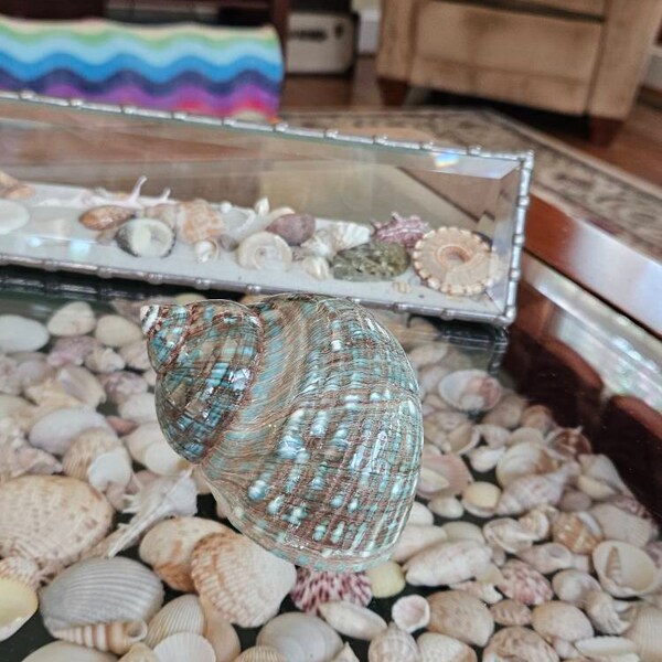 White Seashell Mix - Wedding Shells - White Sea Shells - Mixed Shells ...