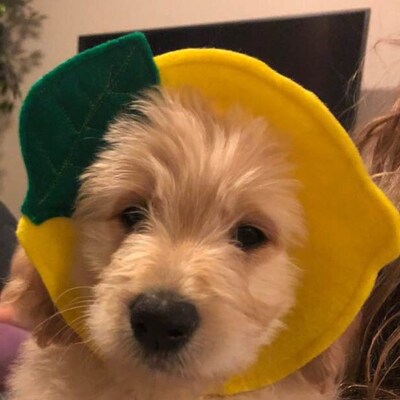 Lemon Pet Costume for Cats Small Dogs and Other Pets in Soft Yellow ...