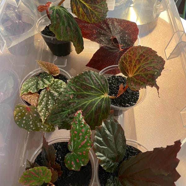 PROPAGATE TO ORDER Begonia Botanicaz 145 (can Acclimate to House Conditions) - Etsy