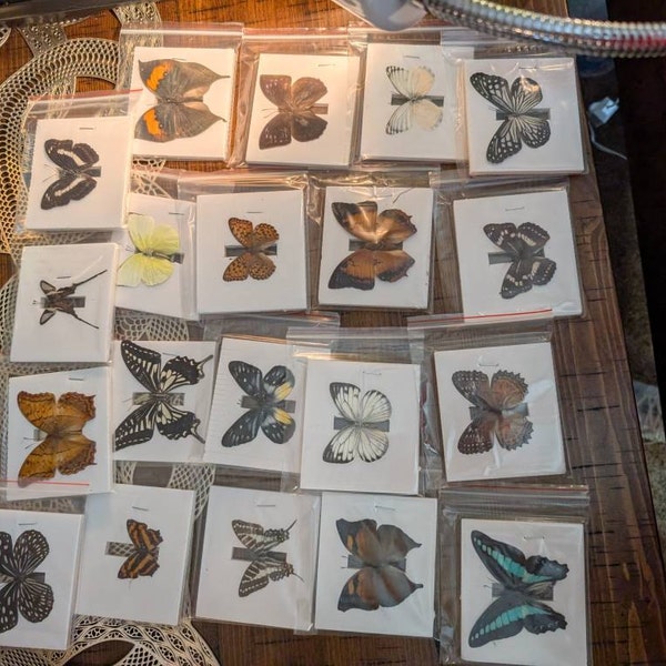 Natural Various Types Skull DIY Specimen Teaching Model - Etsy