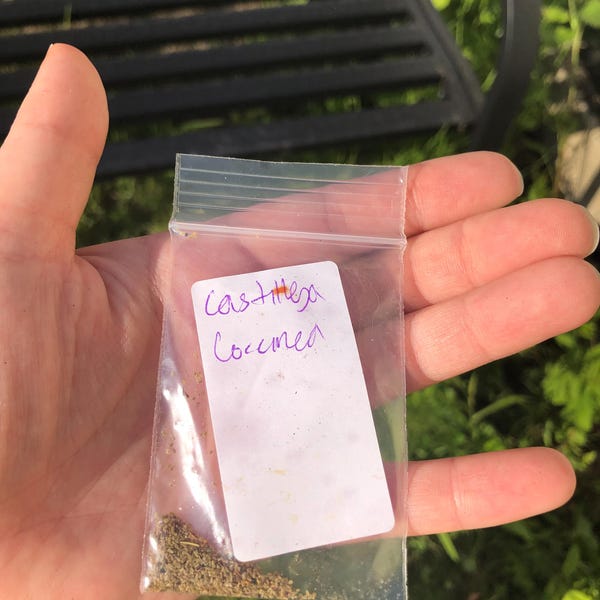 10 Yumberry Tree Seeds for Planting – Myrica Rubra Yangmei – Exotic ...