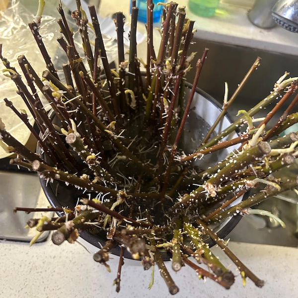 20 Trident Maple Bonsai Tree Seeds – Grow Acer Buergerianum – Japanese ...