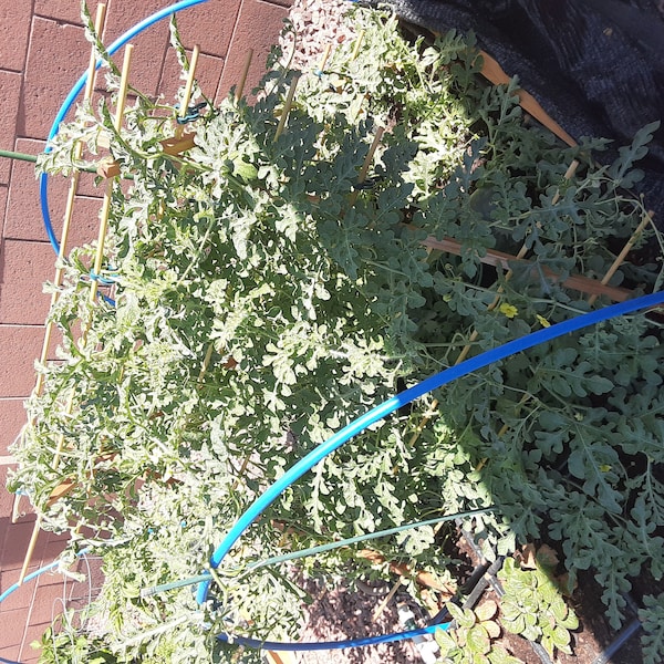 Hardwood Trellis - A Frame, 4ft and 6ft Plant Playground, Fun for ...