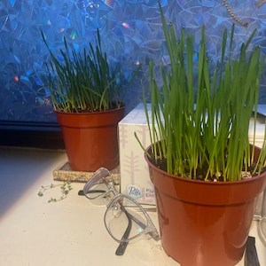 Organic Wheat Grass Grow Kit Easy Grow Wheat Grass With Decorative ...