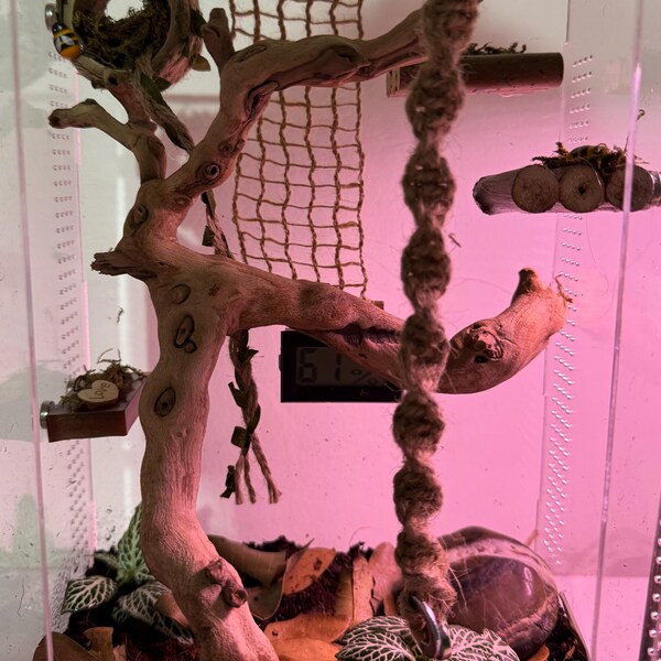Hamster Vine Branch/ Natural Hamster Enclosure Item - Etsy UK