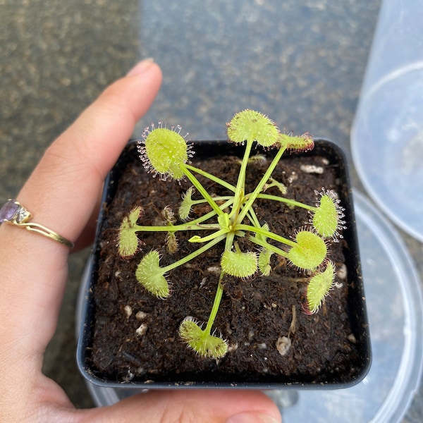 Drosera Prolifera-live Carnivorous Plant- - Etsy