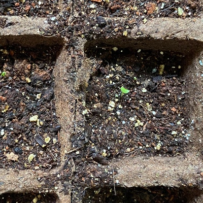 Mapacho Aztec Ceremonial Tobacco Nicotiana Rustica Makhorka Seeds - Etsy