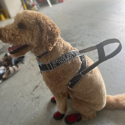 X Back Y Front Dog Harness Custom Made With Vinyl and Webbing - Etsy