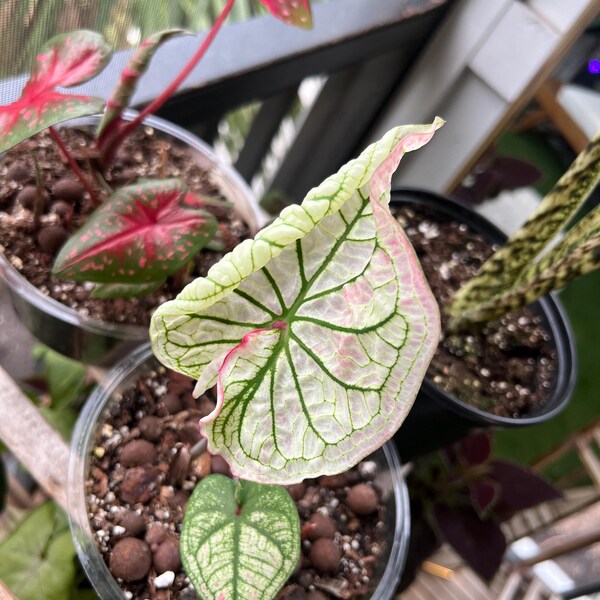 Caladiums Random Mix 'value Pack' large 3 Bulbs Size 1 new 2024 Crop in ...