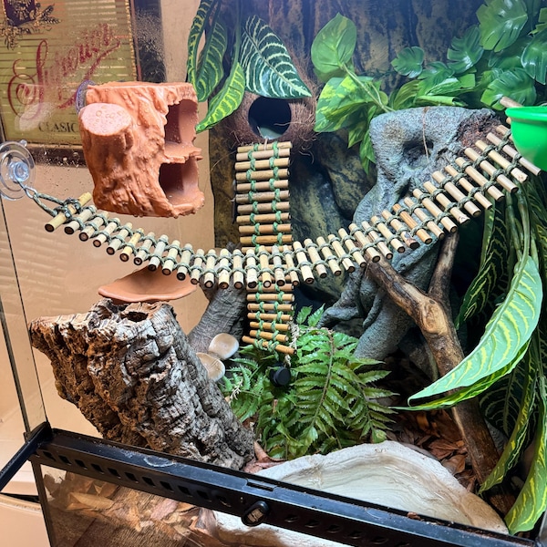 Gecko and Frog Japanese House Hide With Rock Ledge - Etsy