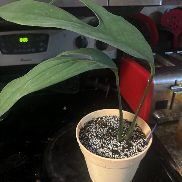 Monstera Filamentosa *EXTREMELY RARE* - Etsy
