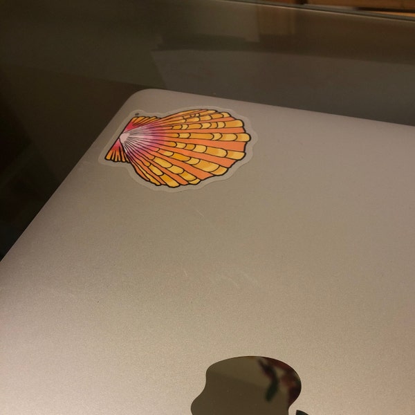 NEW Hawaiian Shell Bundle - Etsy