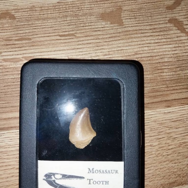 Real Mosasaur Tooth in Display, Cretaceous Reptile, 112 to 93.5 Million ...