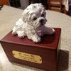 Custom Engraved Maltese Urn Pet Portrait Figurine to Your Dog's Photo ...