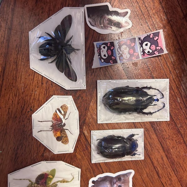 Assorted Bugs Insects Specimen Wholesale Mix Lot Bulk - Etsy UK