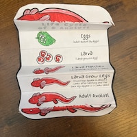 Foldable Duck Life Cycle Learning Activity for Kids | A4 and 11x8.5 ...