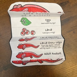 Foldable Penguin Life Cycle Learning Activity for Kids A4 and 11x8.5 ...