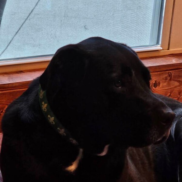 Labrador Retriever Dog Collars, Canoe Dog Collars, Wilderness Dog ...