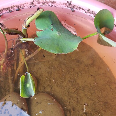 Millingtonia Tree Seed Indian Cork Tree Seed Tree Jasmine - Etsy