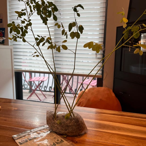 Moringa Oleifera Seeds - Drumstick Seeds - Malunggay Seeds - Miracle ...