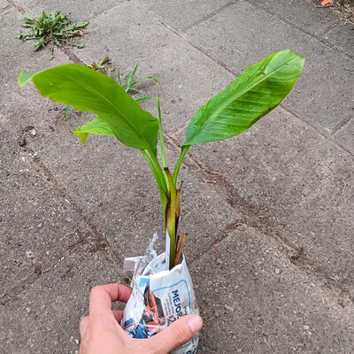 Musa Coccinea Scarlet Banana Live Rhizome Tropical Plant Exotic - Etsy
