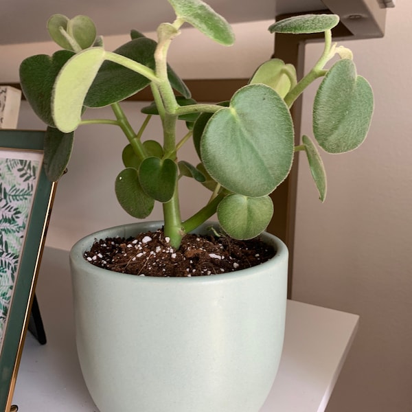 Peperomia Incana ~ Felted Pepperface ~ 3" Pot ~ Grower's Choice - Etsy