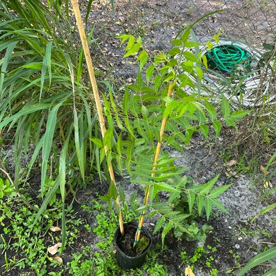 Live Neem Trees, Amazing Useful Trees, 2 to 3 Feet Tall, 1 Gallon does ...