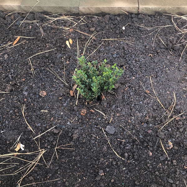 Fragrant Princess Dwarf Tea Olive ( 'kaori Hime' Osmanthus ) - Live ...