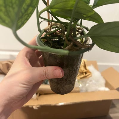 Teruno Pothos Venus Epipremnum Aureum 'venus' Terunoworld - Etsy