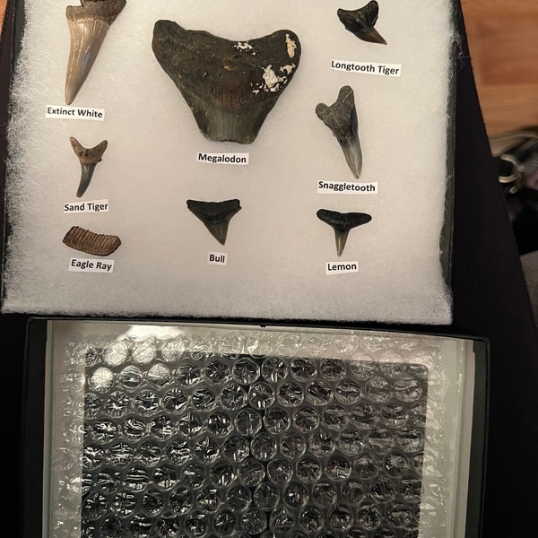 Framed Authentic CHILEAN Fossil Great White Shark Tooth Teeth Lot With ...