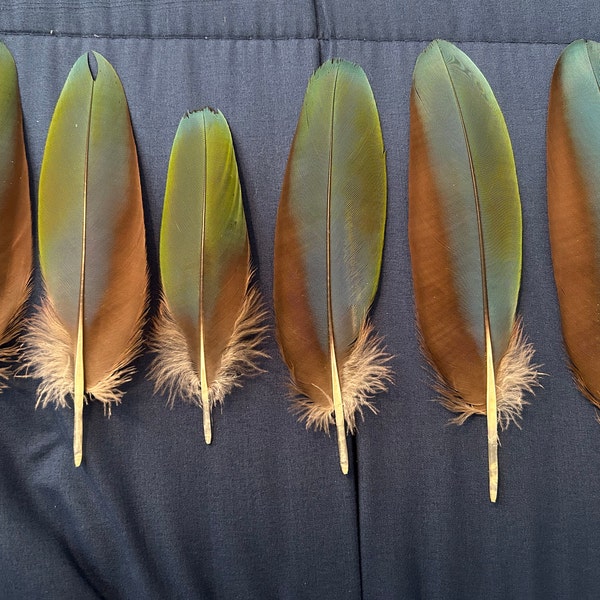 2 Matched Pairs Macaw Wing Feathers, Large Blue Parrot Feathers ...