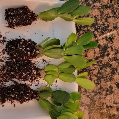 2 two FALL MUMS Starter Plants ... Your Choice of Colors or Mix and ...