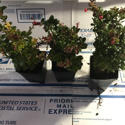 HYDRANGEA MACROPHYLLA 'FIREFLY' Starter Plant Cutback Dormant - Etsy