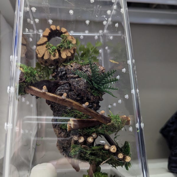 Jumping Spider Enclosure Decor - Etsy