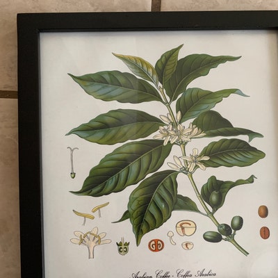 Coffee Botanical Print, Coffee Botanical Art Print, Coffee Bean ...