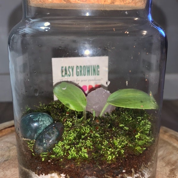 Build Your Own Terrarium Kit | Plant Gift Idea - Etsy