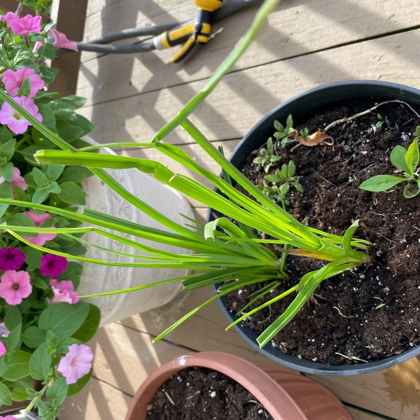 2 Red Hot Poker Live Perennial. Stunning Colors. Attracts Butterflies ...