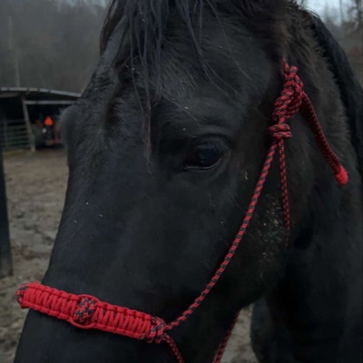 Custom 4 Knot Braided Noseband Rope Halter, Custom Horse Halter, 4 Knot Rope Halter, Yacht Rope ...