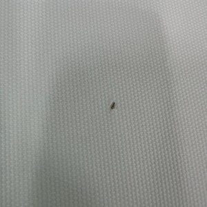 John William Waterhouse Penelope and the Suitors1912 - Etsy