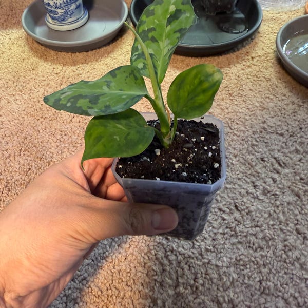 Aglaonema Pictum Tricolor Starter Plant (ALL STARTER PLANTS Require You to Purchase 2 Plants ...